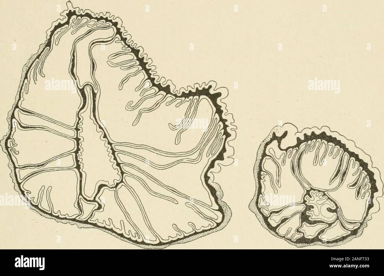 Polyp cross section hi-res stock photography and images - Alamy