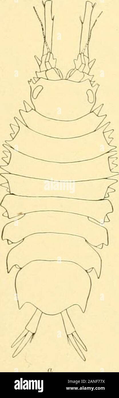 Bulletin of the Bureau of Fisheries . the epimeron in each segment ...