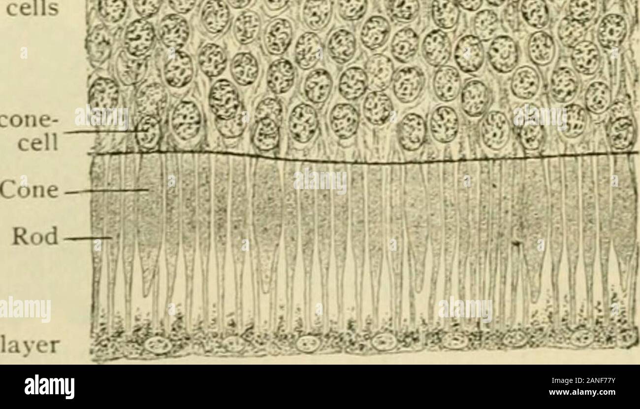 Human anatomy, including structure and development and practical ...