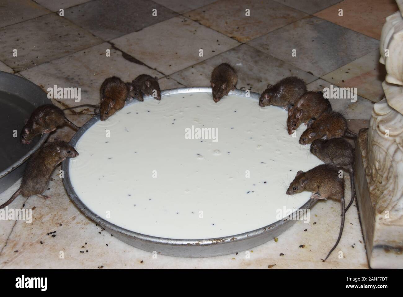 All the rats in a line drink milk Stock Photo - Alamy