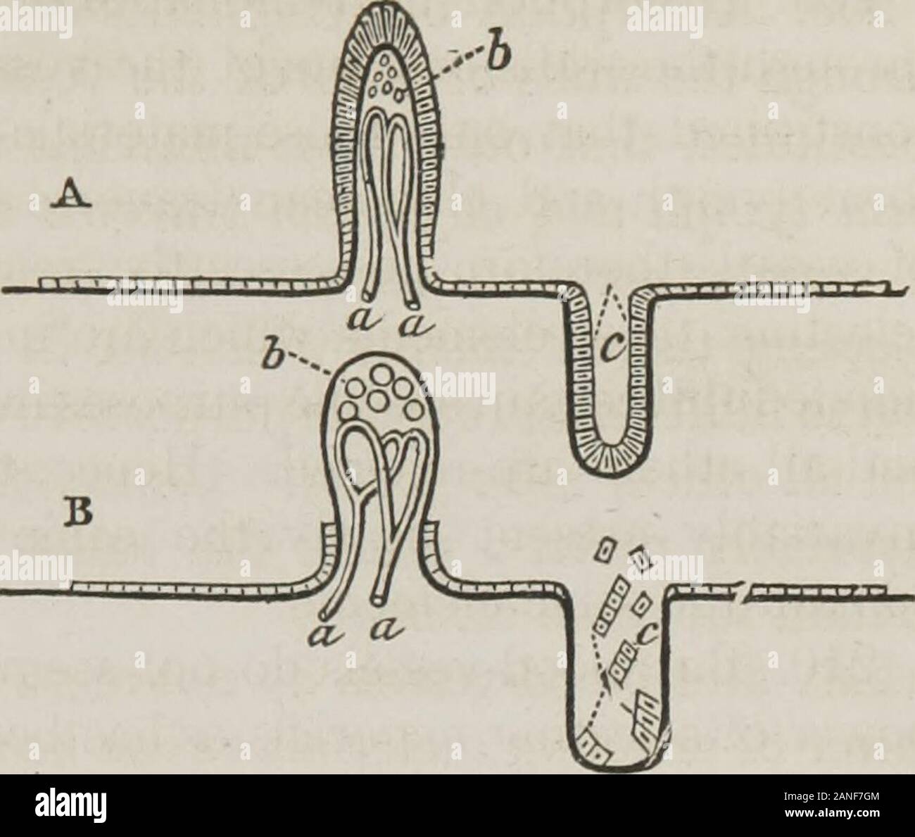 Class-book of physiology : for the use of schools and families ...