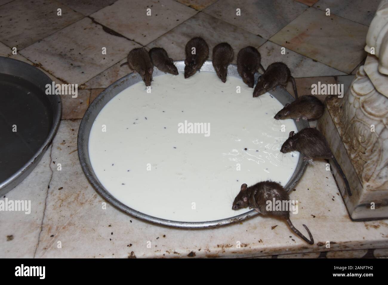All the rats in a line drink milk Stock Photo - Alamy