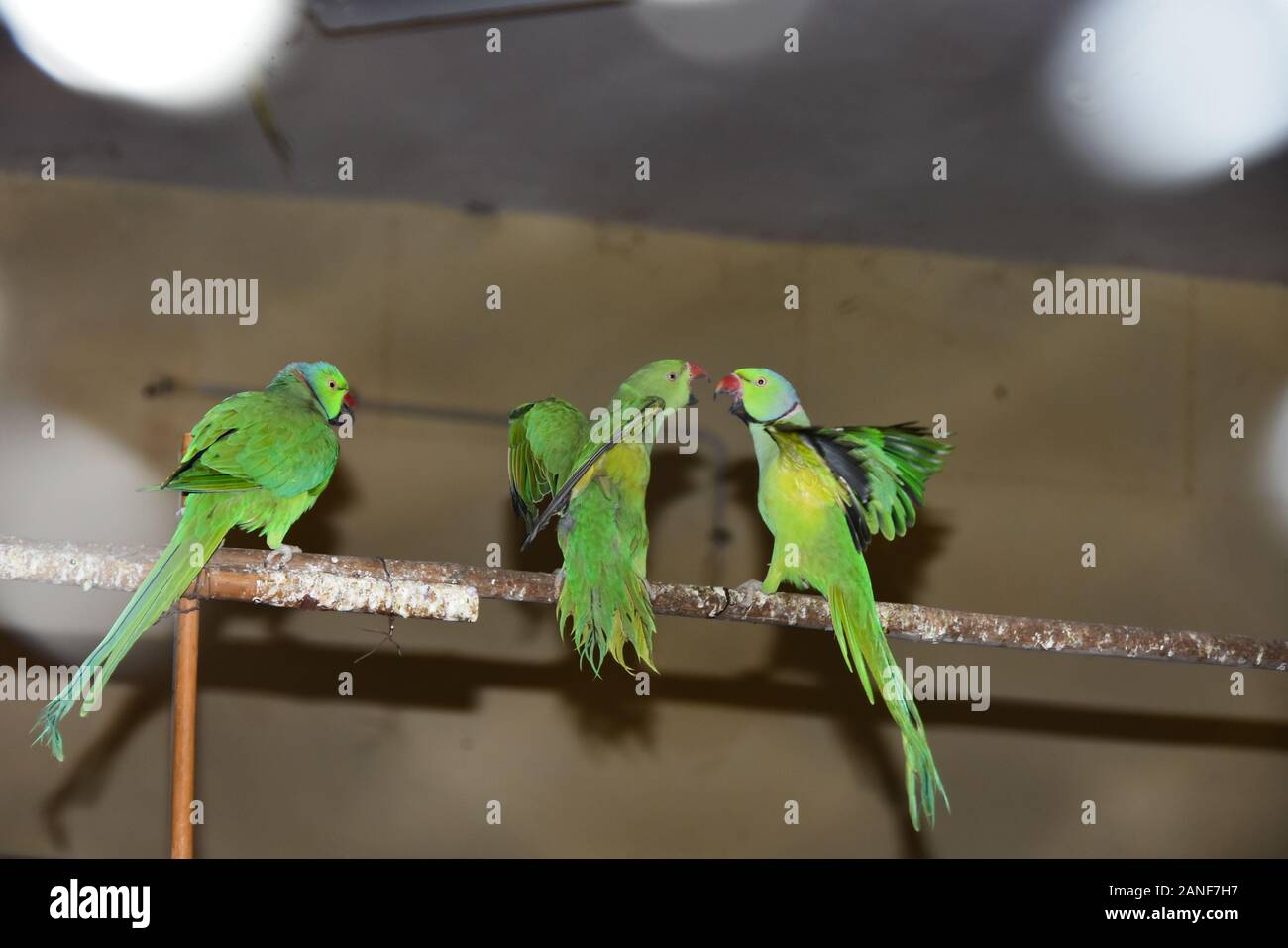 Bamboo wood and three parrots are sitting Stock Photo - Alamy