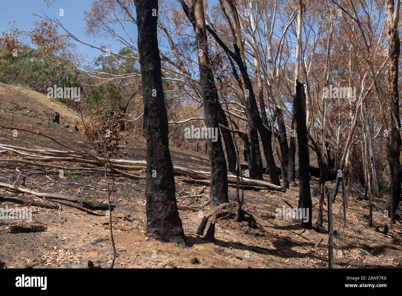 Bushfire blackened landscape hi-res stock photography and images - Alamy