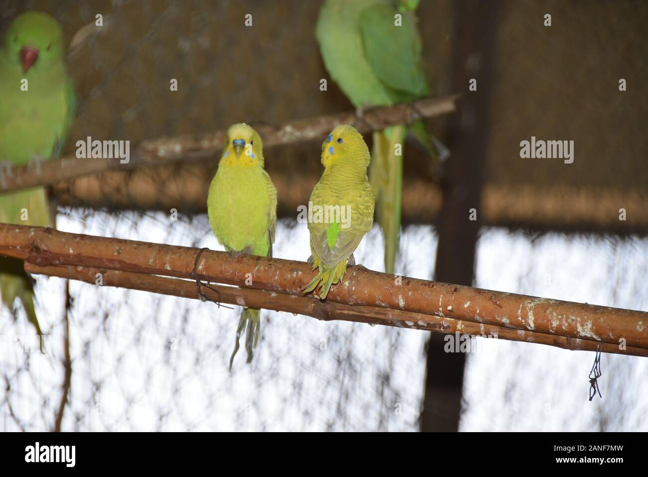 Two animals talking hi-res stock photography and images - Alamy