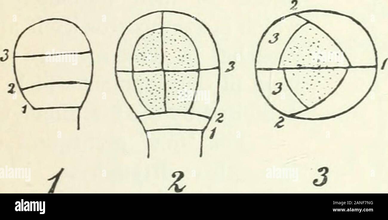 Organography of plants, especially of the archegoniatae and spermaphyta ...