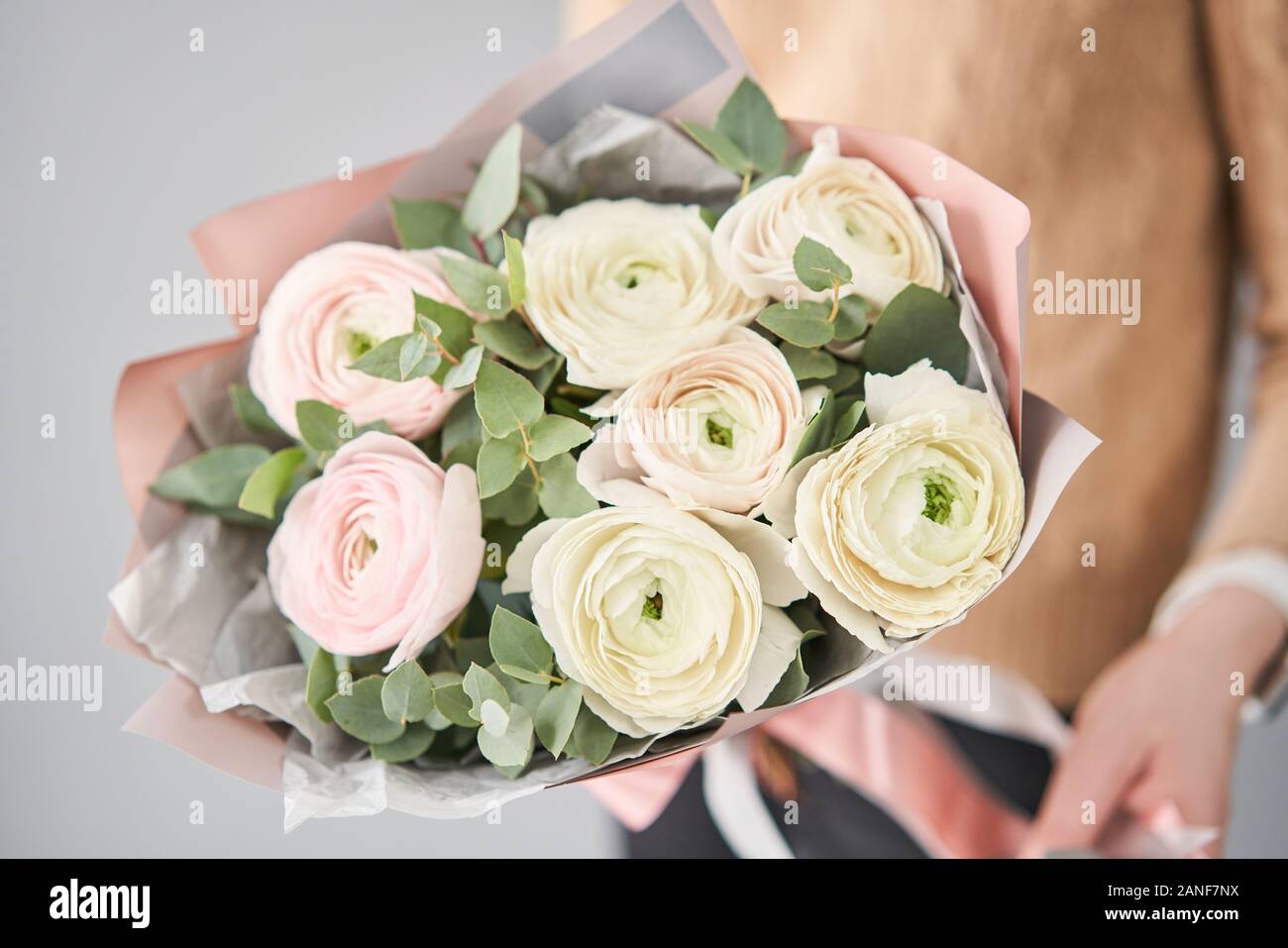 Persian buttercup in womans hands. Bunch pale pink ranunculus flowers ...