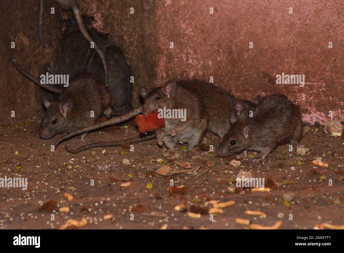 Rat trying to eat popcorn Stock Photo - Alamy