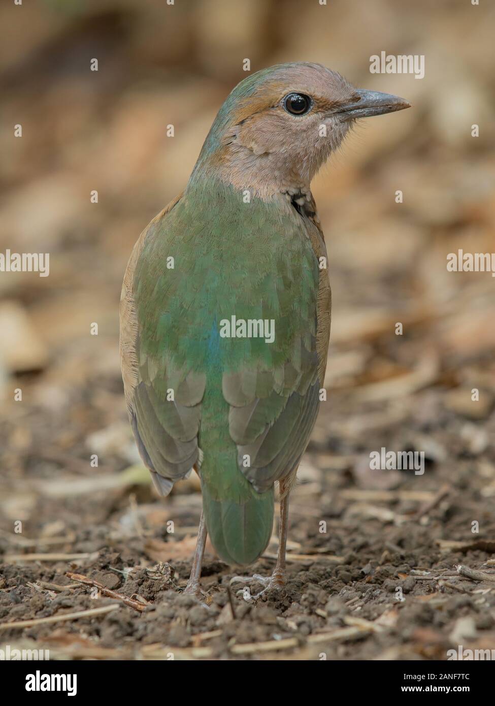 Vietnam Country Bird