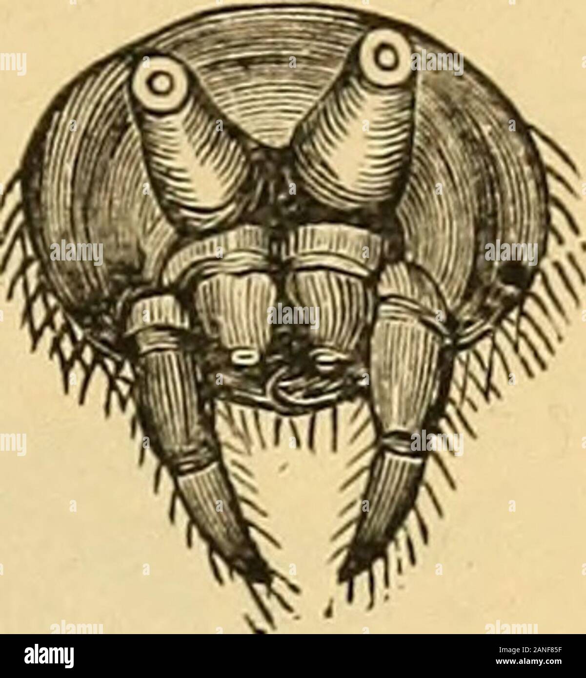 Animal life in the sea and on the land . Fig. 62.—Geometric Web op ...