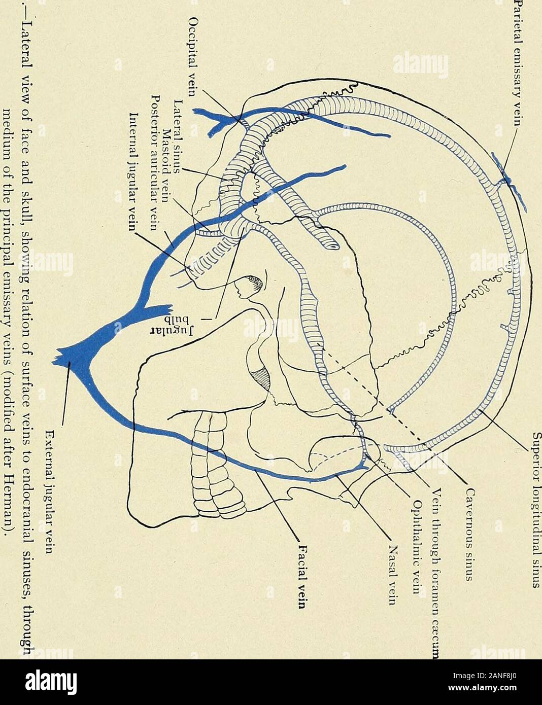 Vertex (anatomy) hi-res stock photography and images - Alamy