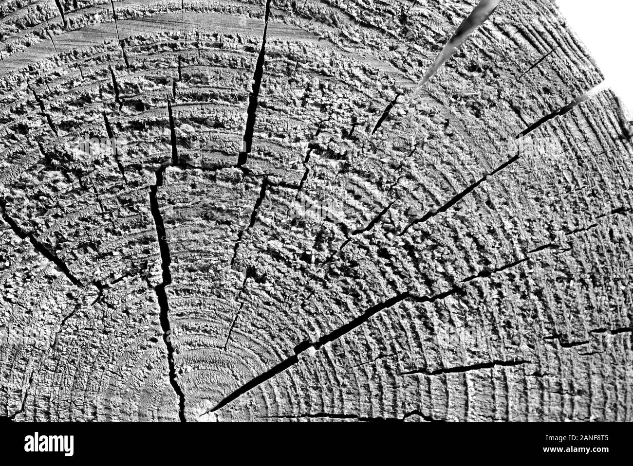 Texture of cut log lit by the sun close up. Monochrome wooden ...