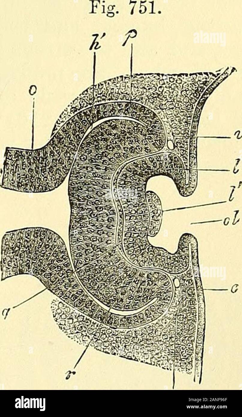 Quain's elements of anatomy . s vesicle, widely open at oZ ;V, papillar ...