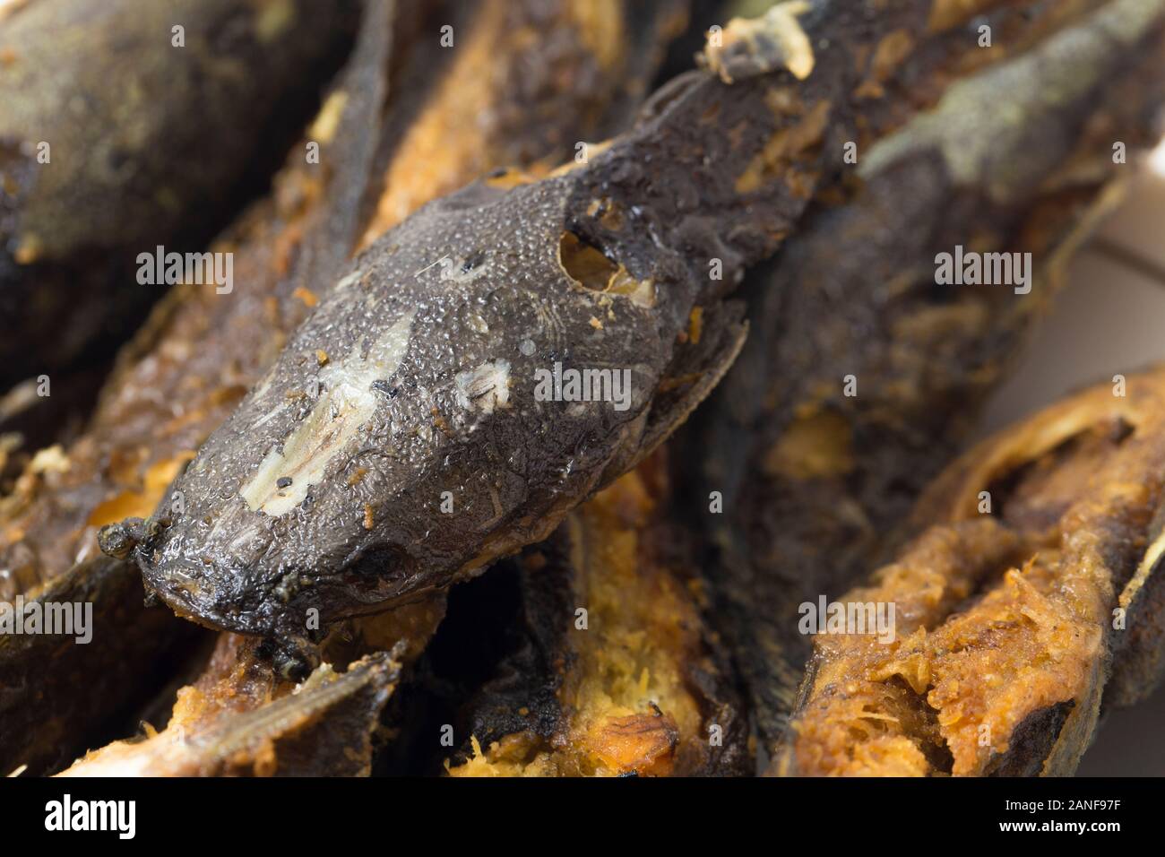 Deep fried catfish, Isolated on white background Stock Photo - Alamy