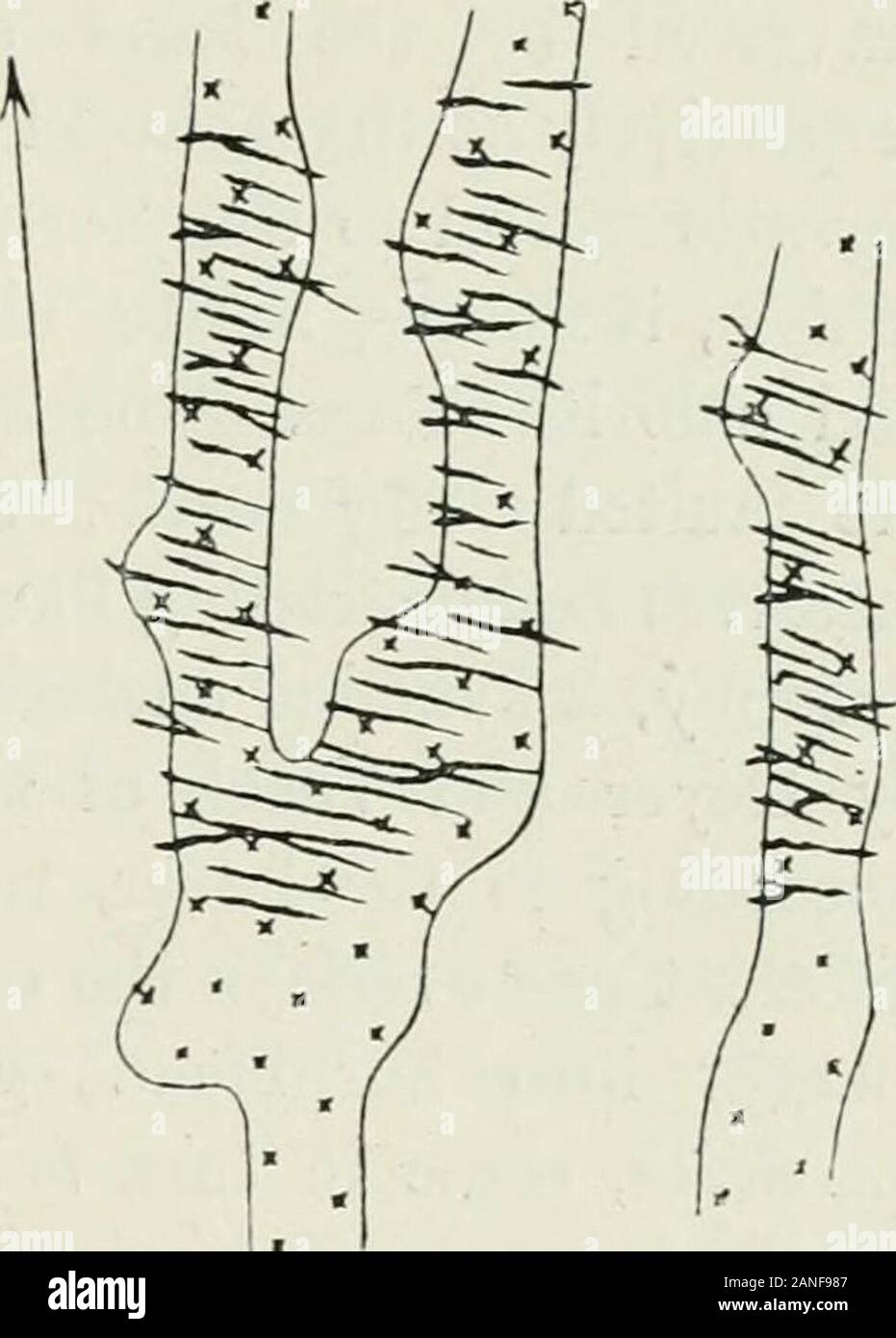 The deposits of the useful minerals & rocks; their origin, form, and ...