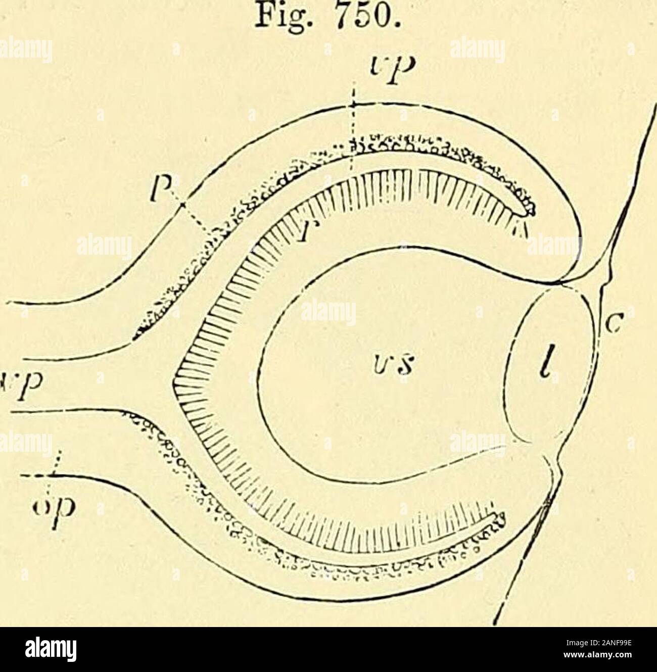 Pig embryo human hi-res stock photography and images - Alamy