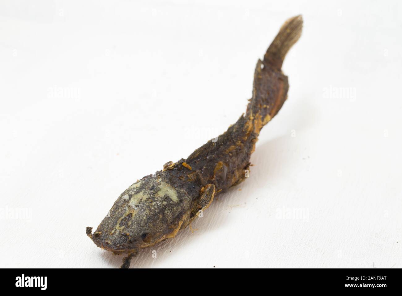 Deep fried catfish, Isolated on white background Stock Photo - Alamy