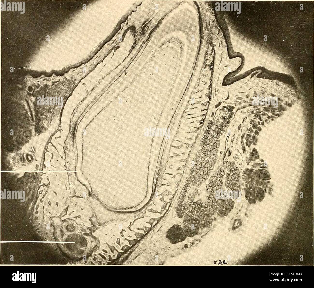 Principles and practice of operative dentistry . ^ -:tr f/. wm 7 1 wi ...