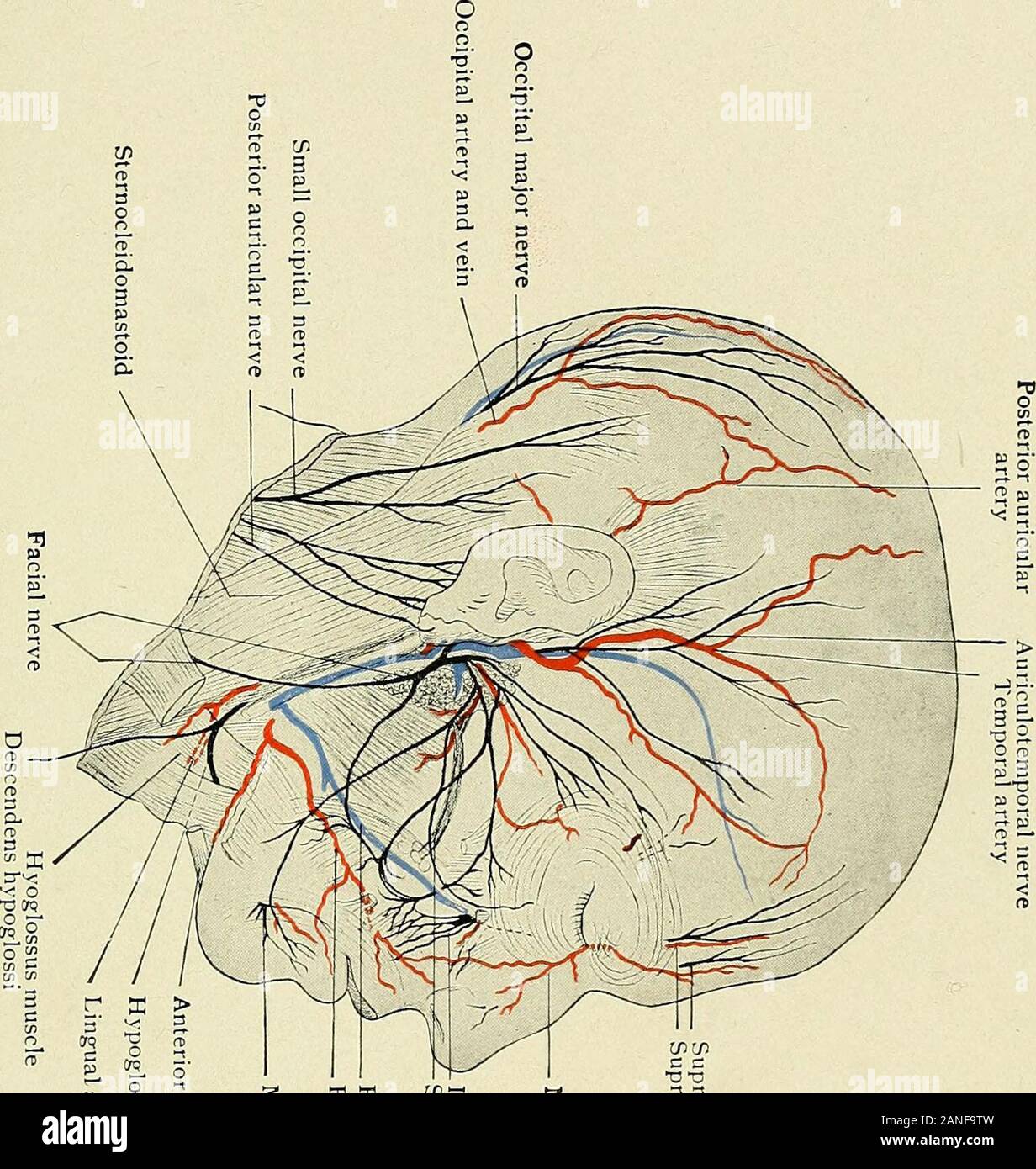 Skinare hi-res stock photography and images - Alamy