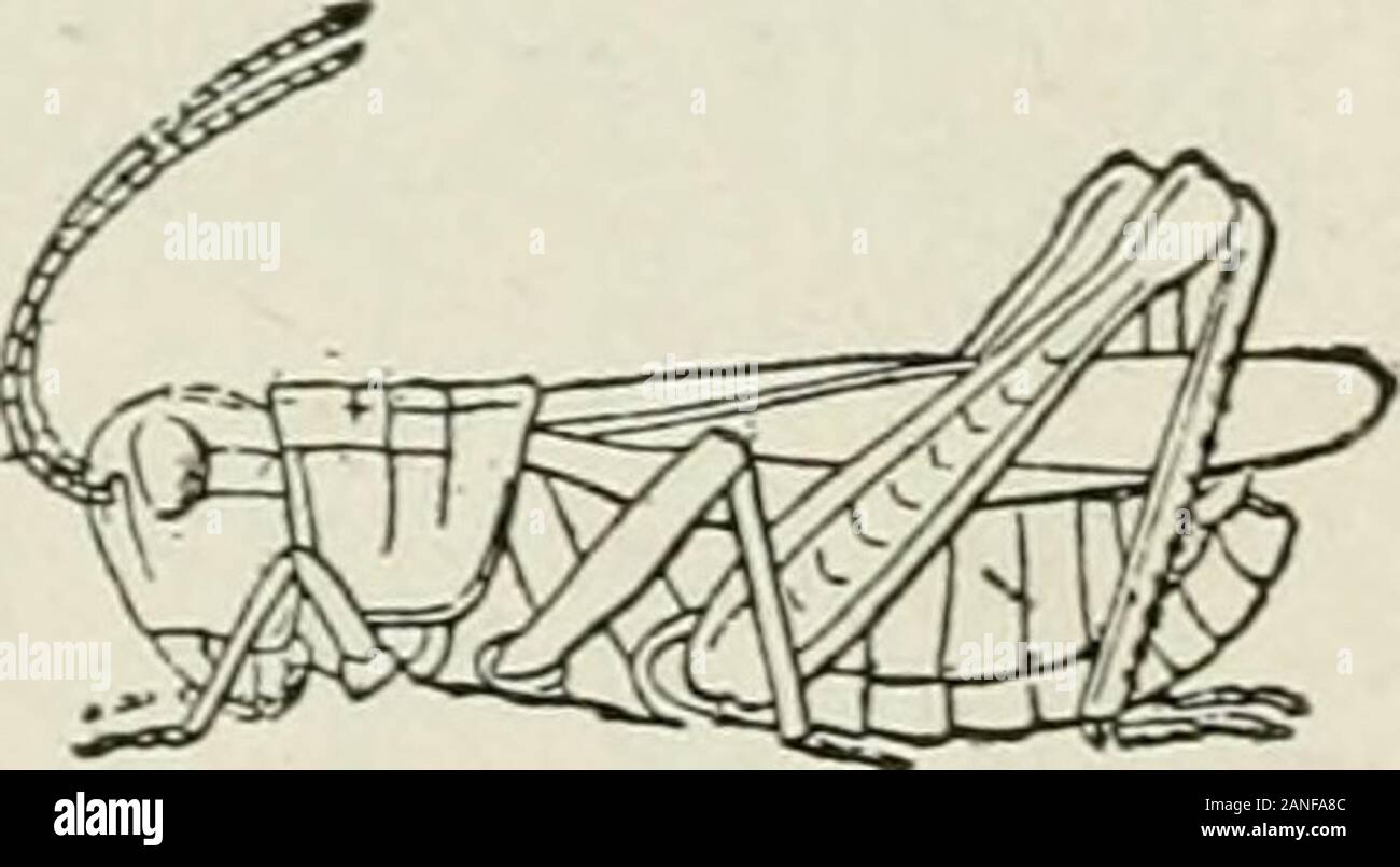 Therings High Resolution Stock Photography and Images - Alamy