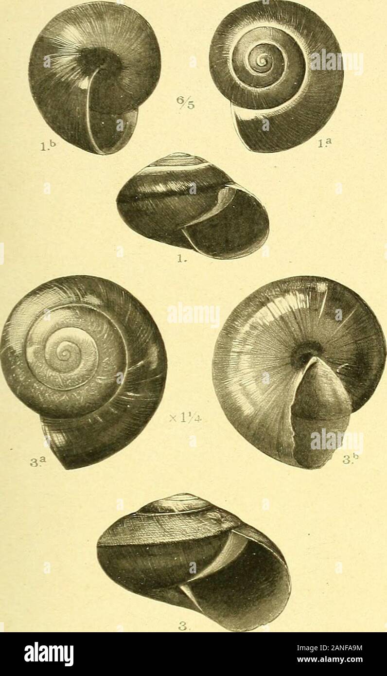 Beatricis hi-res stock photography and images - Alamy