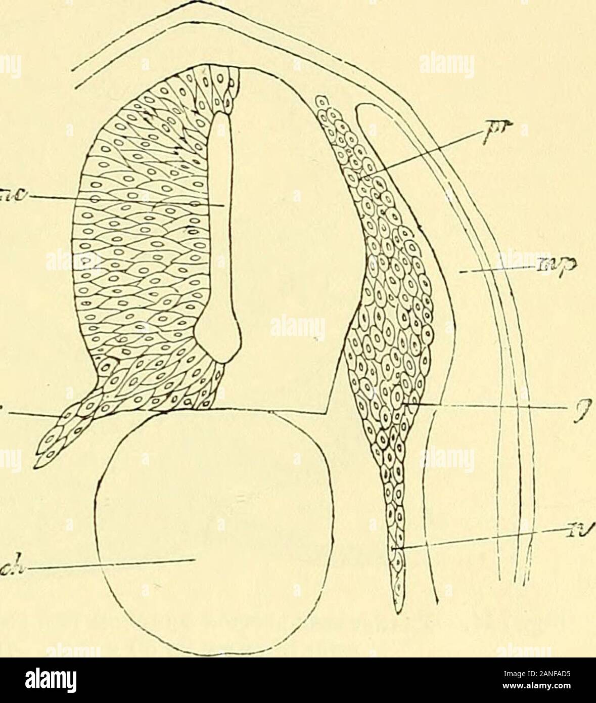 Quain's elements of anatomy . ich the anterior roots spring from the ...