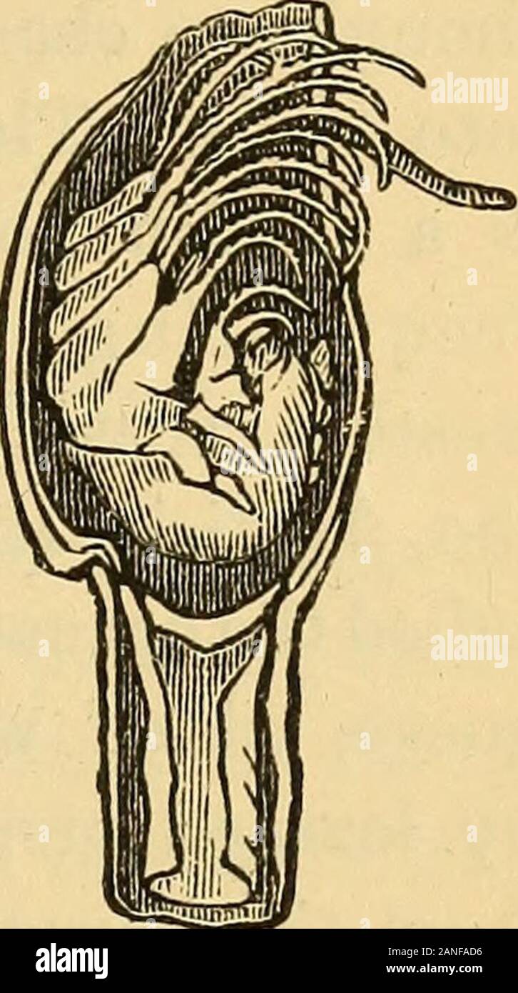 Barnacles Attach High Resolution Stock Photography and Images - Alamy