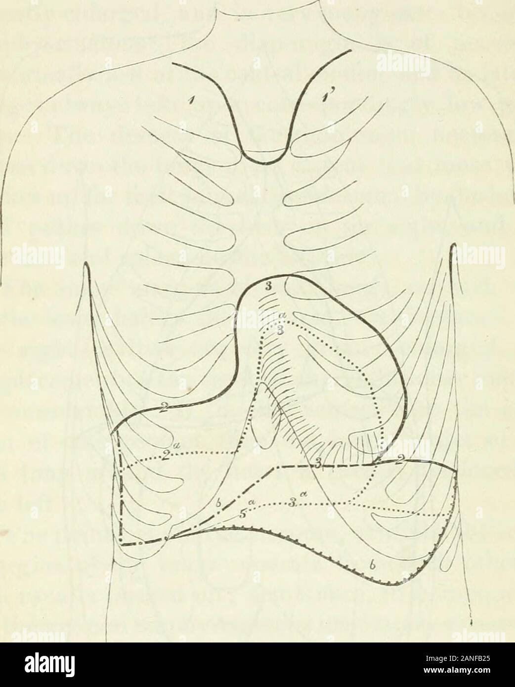 Transactions . 1. Right lung; 1. Left lung 2. Lower boundary of the ...