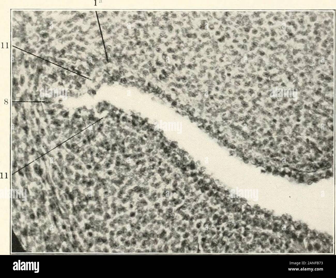 Contributions to the anatomy and development of the salivary glands in ...