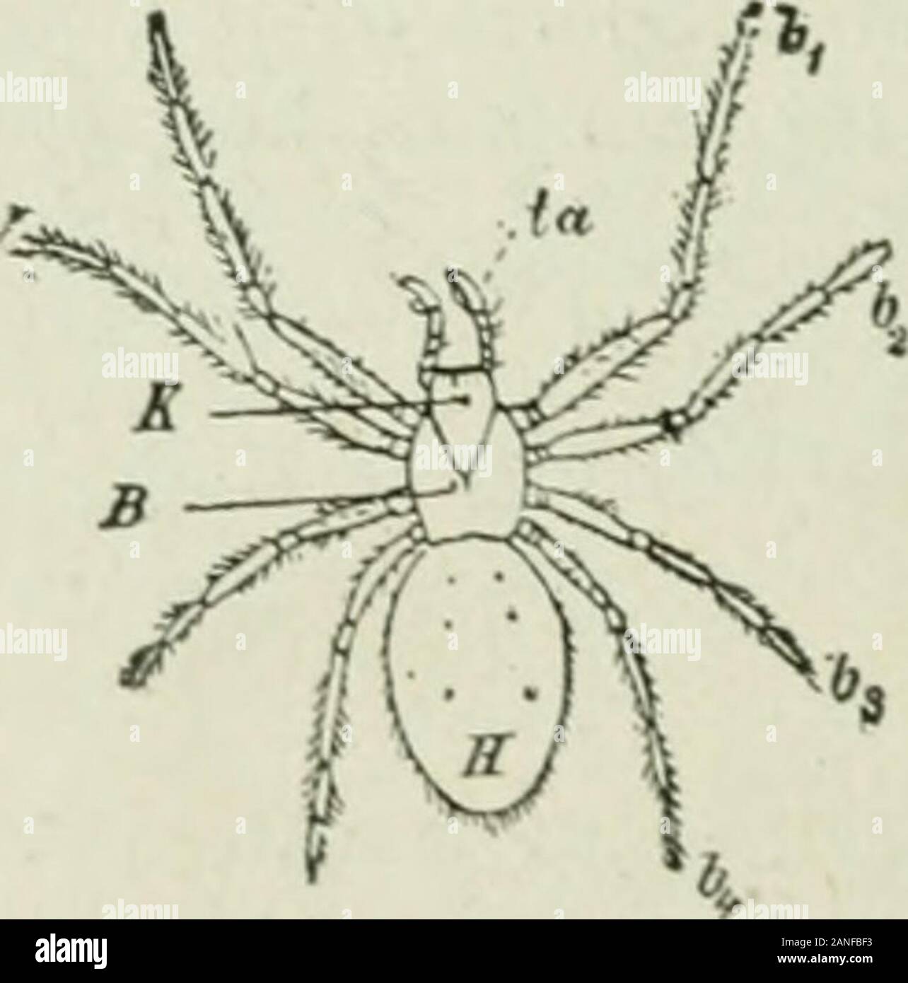 Thousand legs hi-res stock photography and images - Alamy