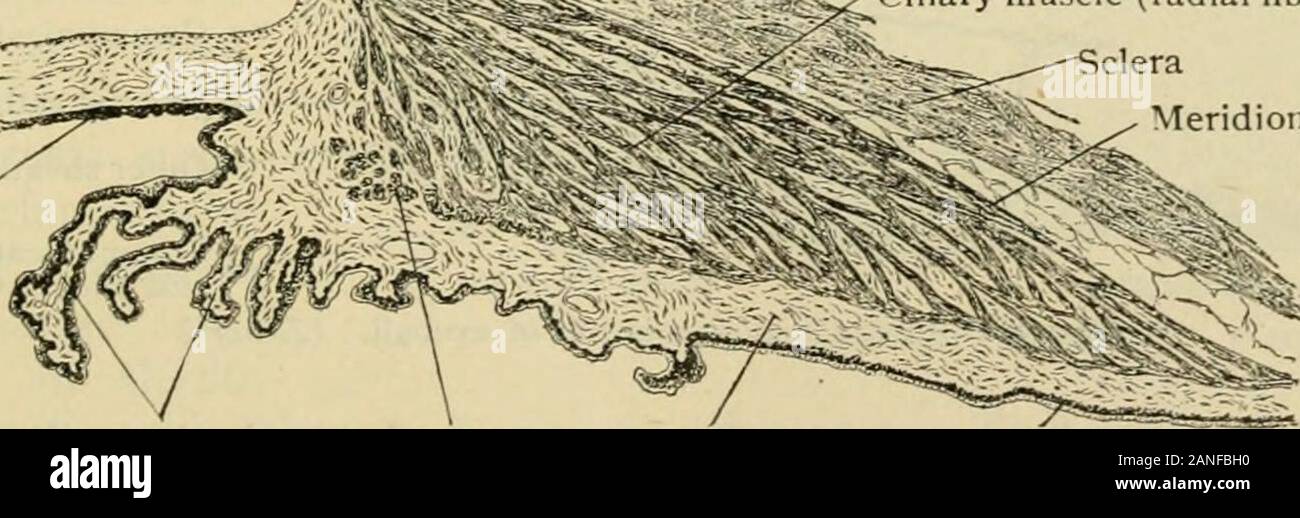 Human anatomy, including structure and development and practical ...