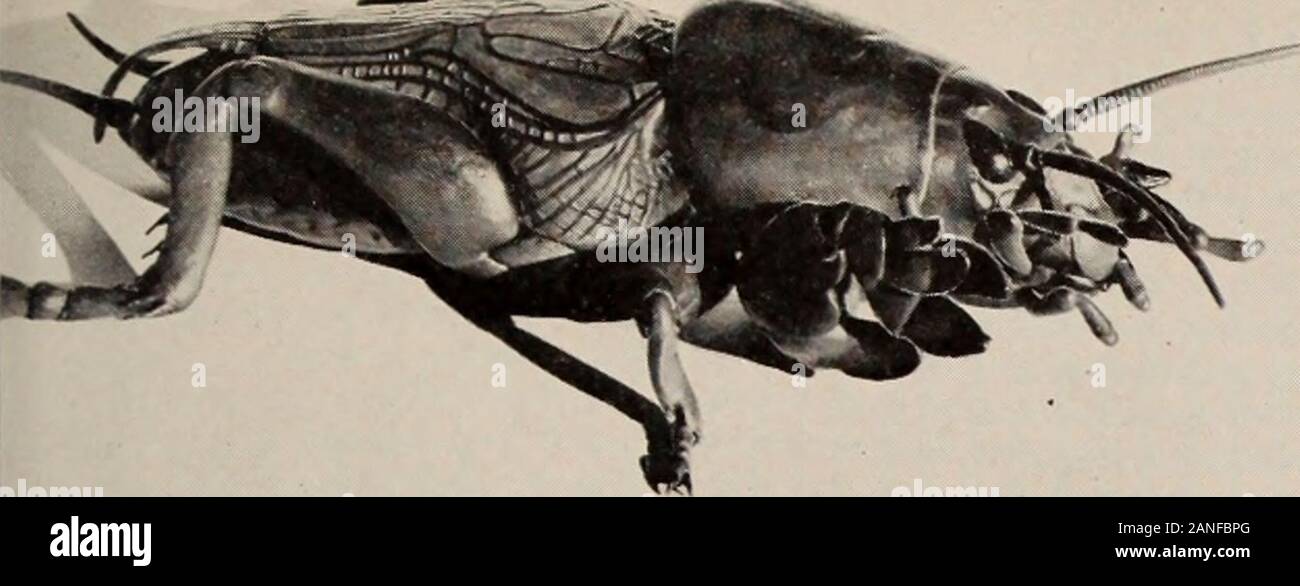 Hall birds in american museum hi-res stock photography and images - Alamy