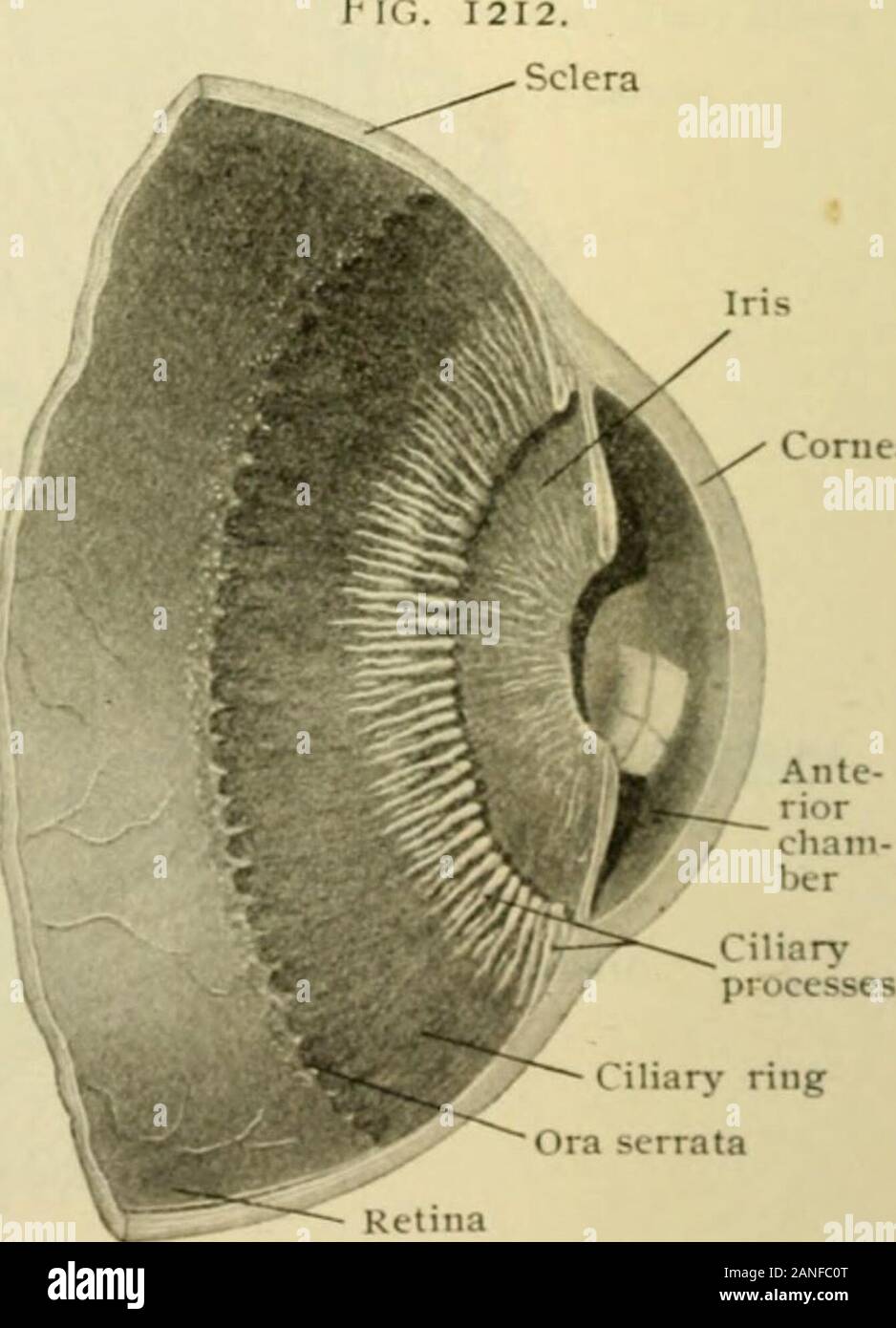 Membrana vítrea hi-res stock photography and images - Alamy