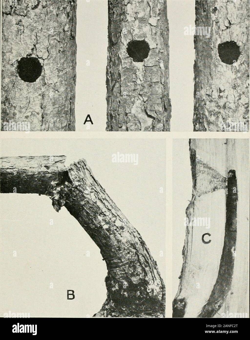 Broken tree sapling hi-res stock photography and images - Alamy