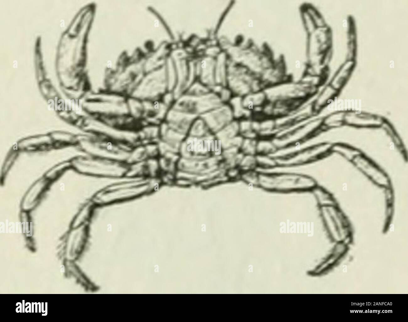 Crab blood vessels hi-res stock photography and images - Alamy