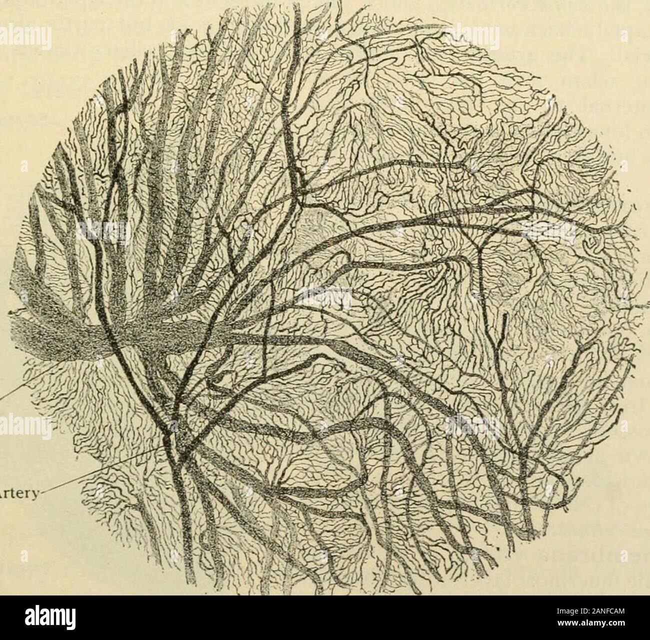 Choroid vein hi-res stock photography and images - Alamy