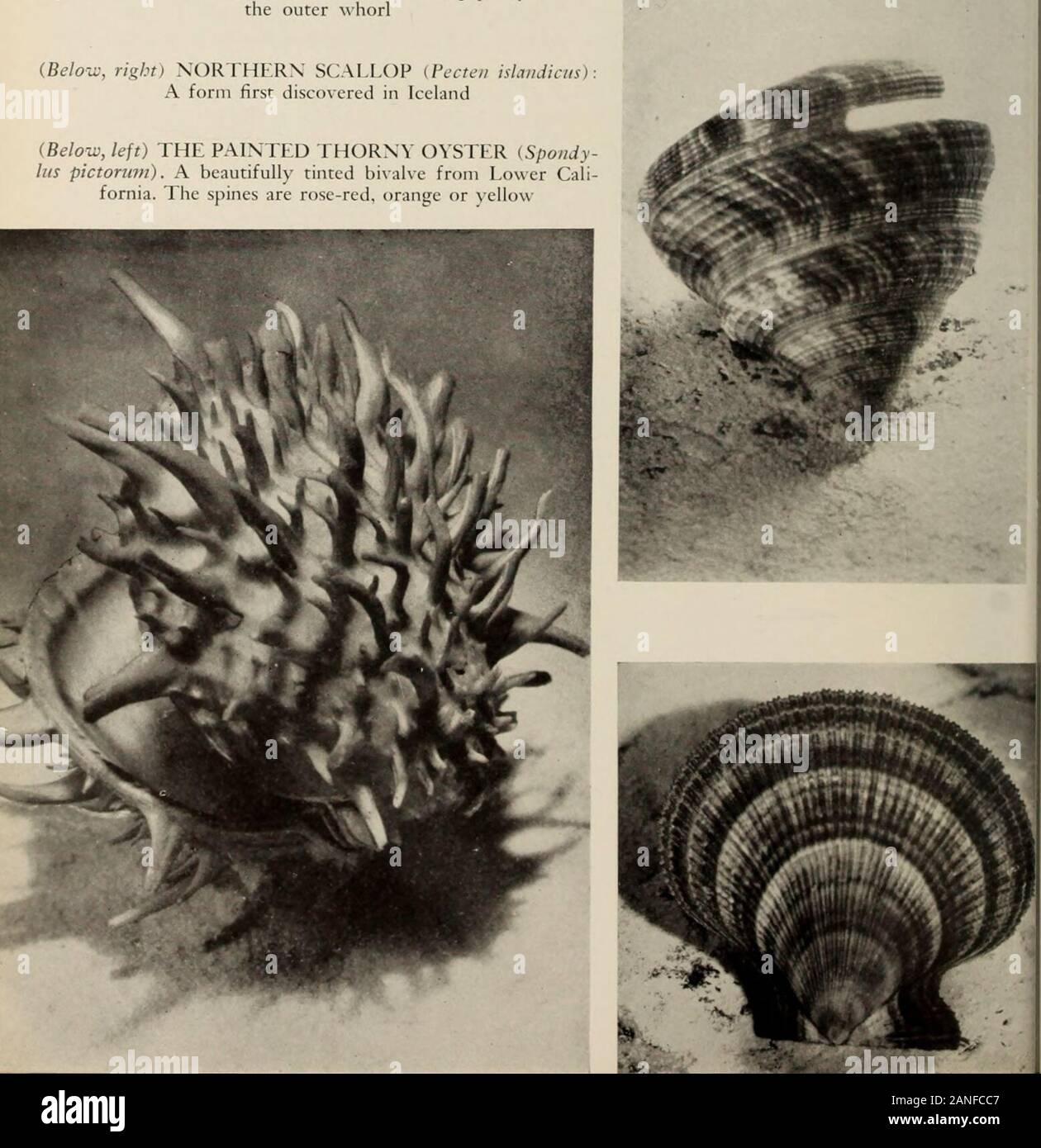 Pecten Islandicus High Resolution Stock Photography and Images - Alamy