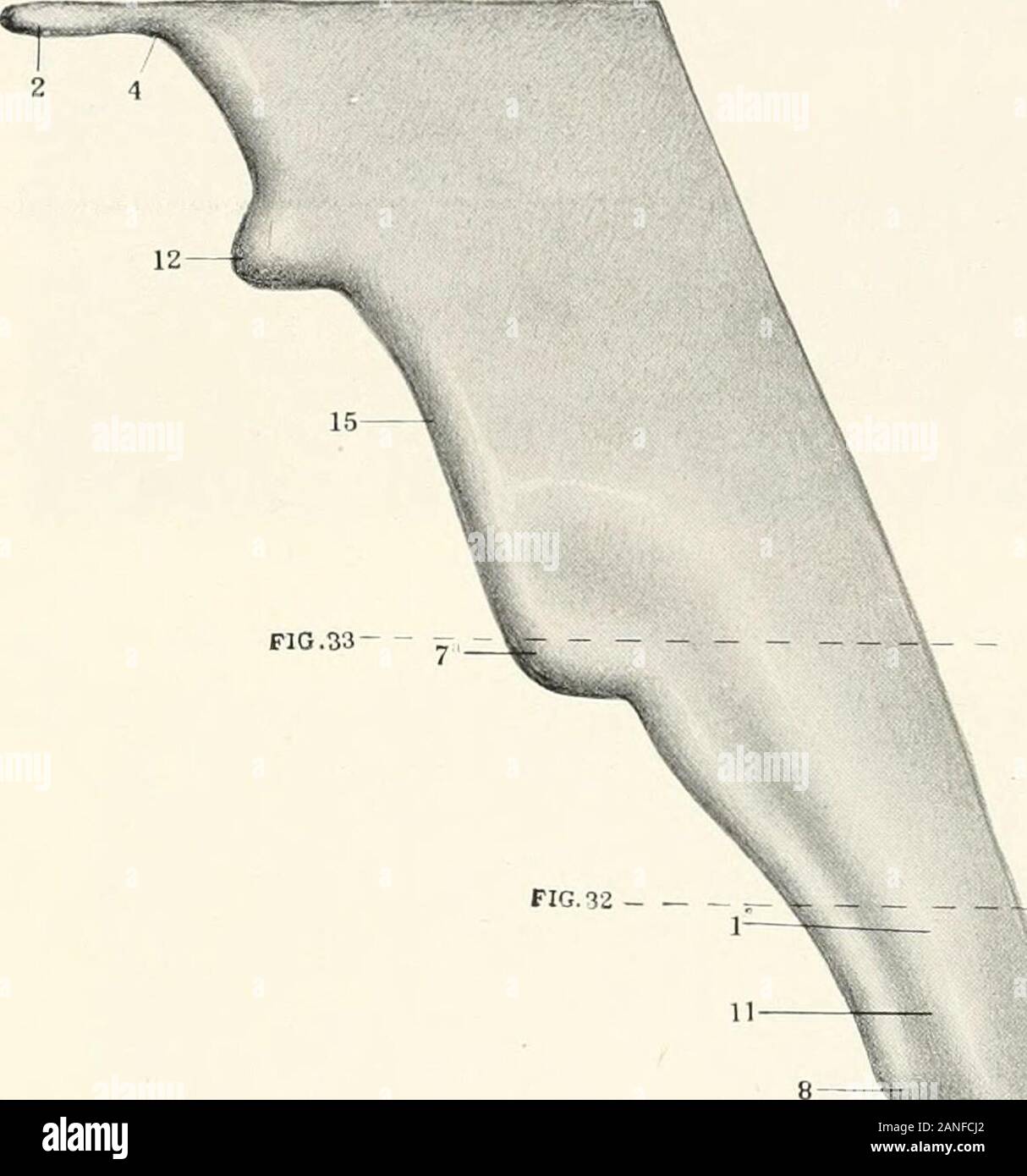Contributions to the anatomy and development of the salivary glands in ...