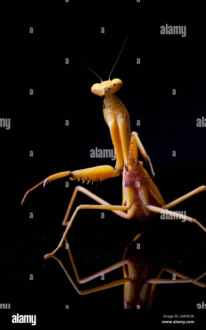 Giant Asian Yellow Praying Mantis (Hierodula membranacea) isolated on ...
