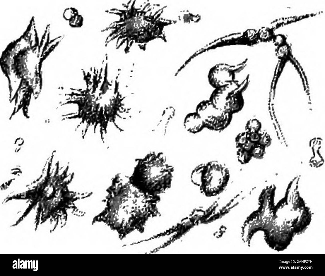 Agnes wilson hi-res stock photography and images - Alamy