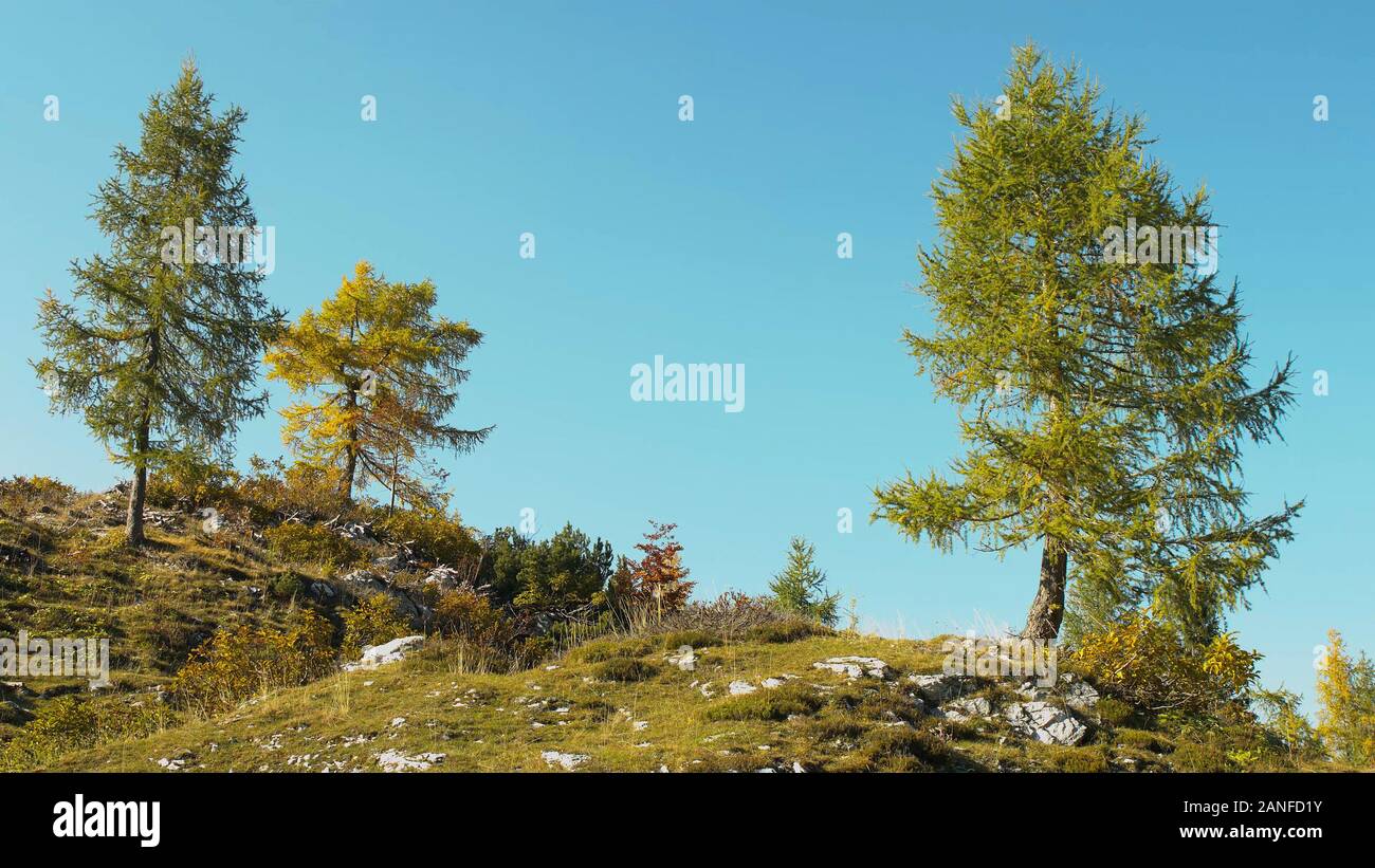 Three alpine trees on blue sky background. Autumn landscape. 4K Footage ...
