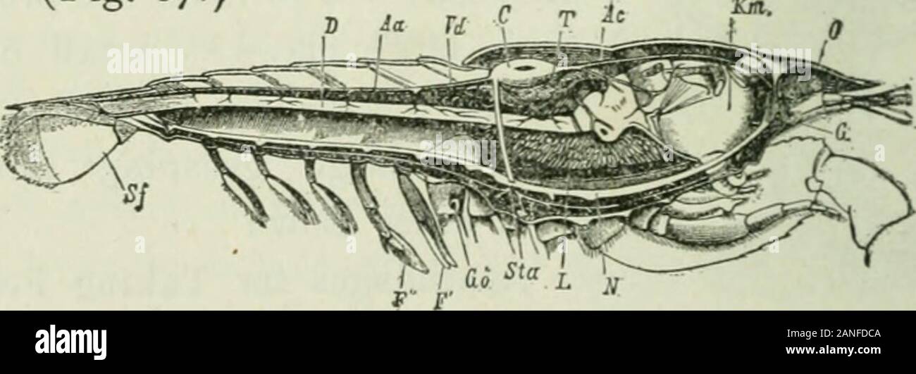 Crayfish Heart Diagram