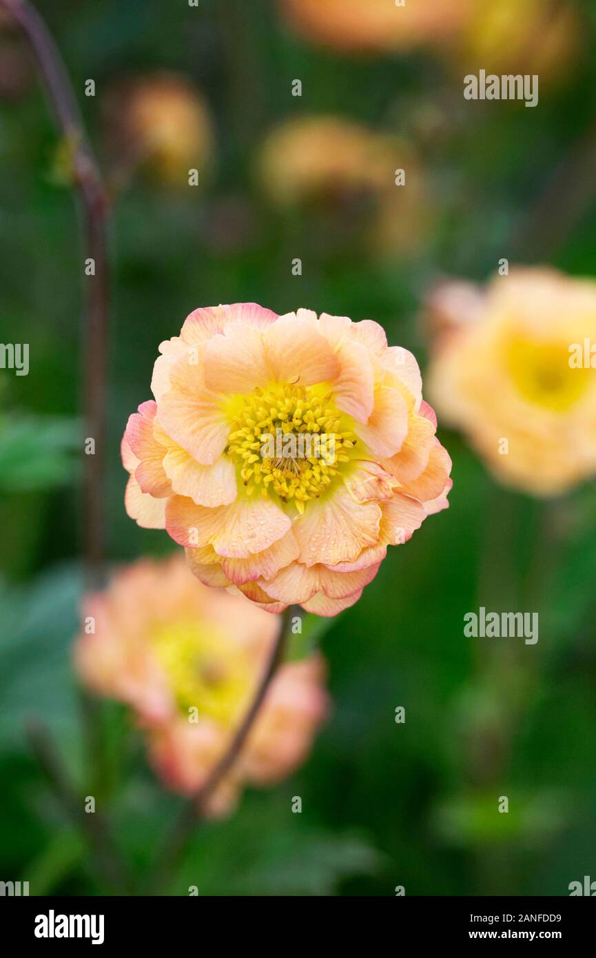 Perennial geums hi-res stock photography and images - Alamy
