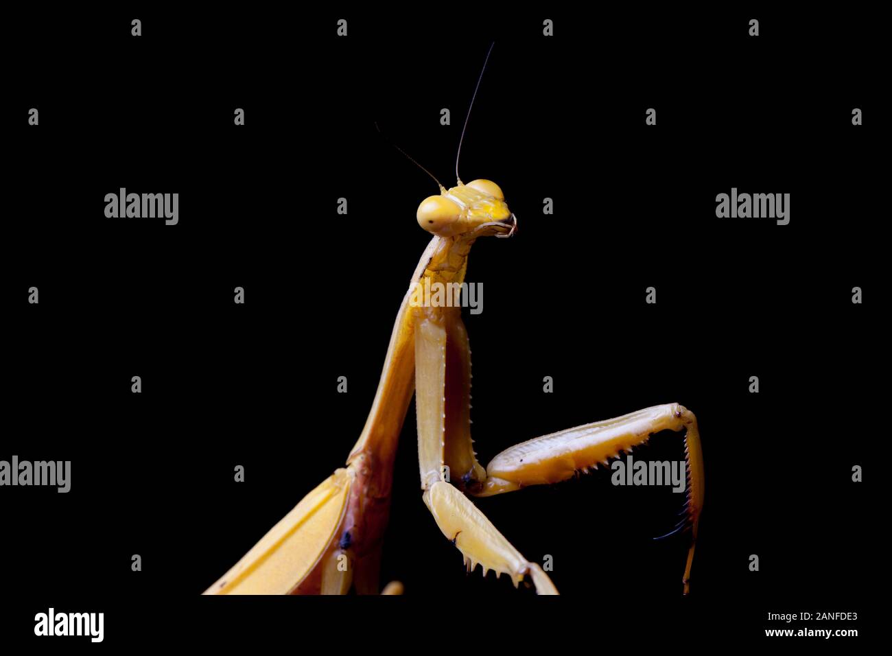 Giant Asian Yellow Praying Mantis (Hierodula membranacea) isolated on ...