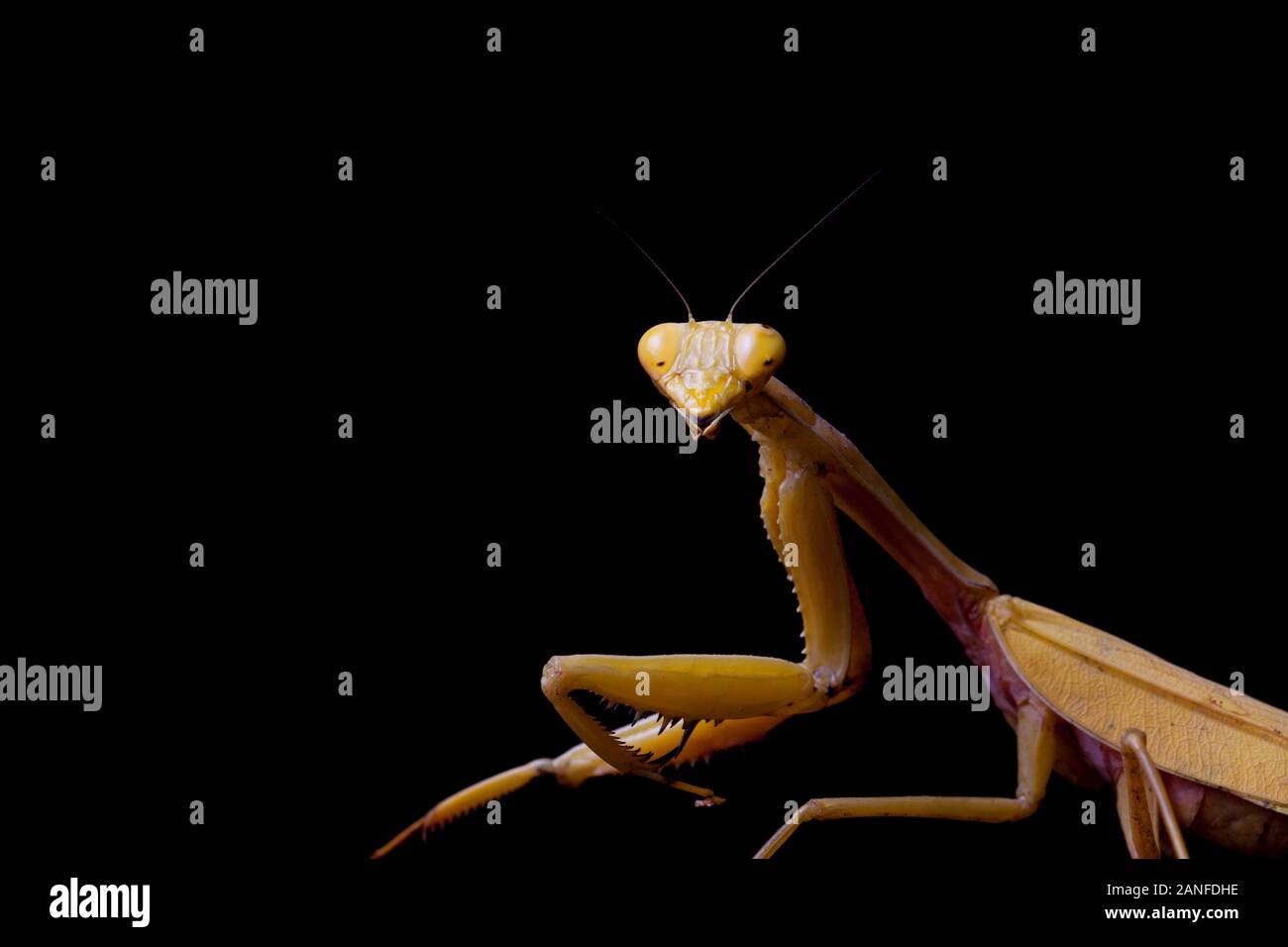 Giant Asian Yellow Praying Mantis (Hierodula membranacea) isolated on ...