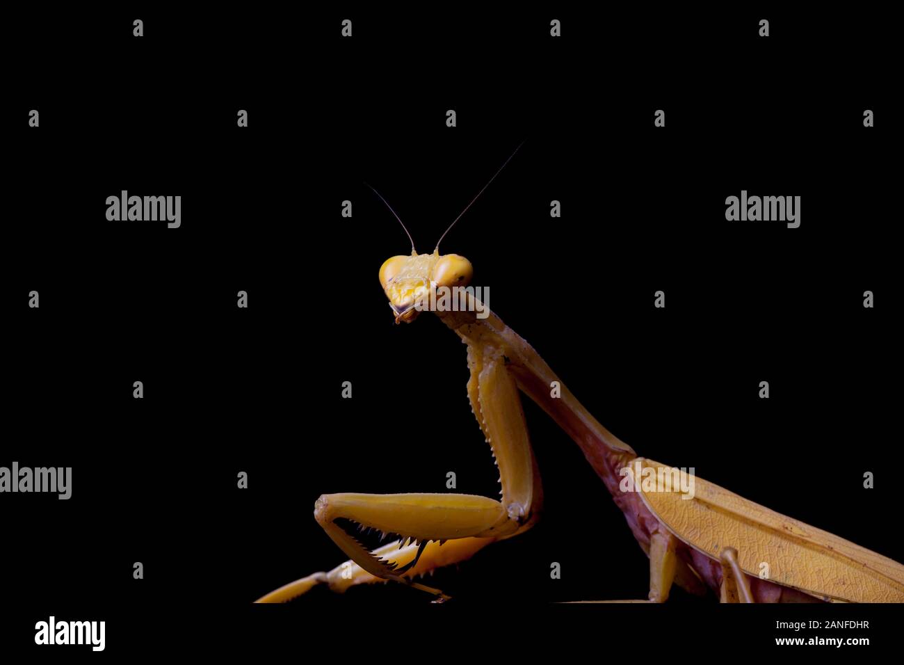 Giant Asian Yellow Praying Mantis (Hierodula membranacea) isolated on ...