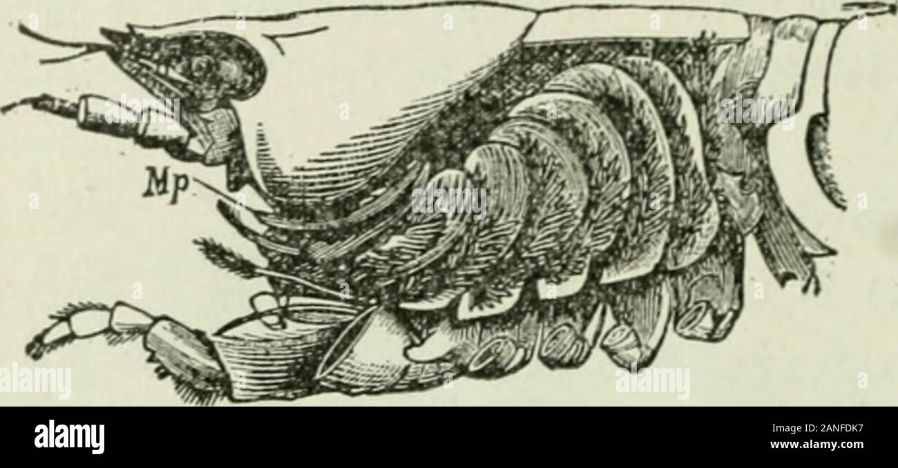 Fish for beginners hi-res stock photography and images - Alamy