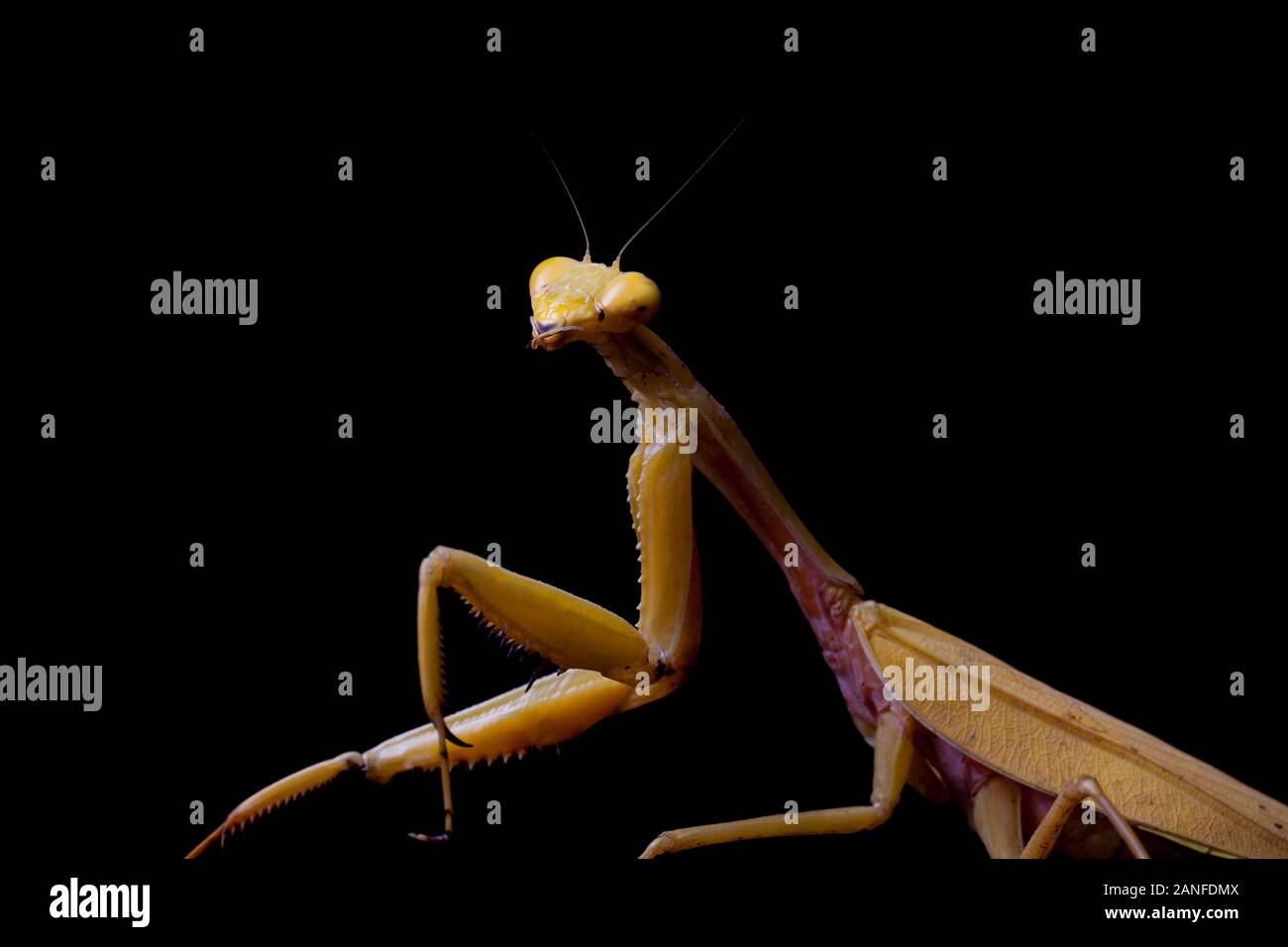 Giant Asian Yellow Praying Mantis (Hierodula membranacea) isolated on ...