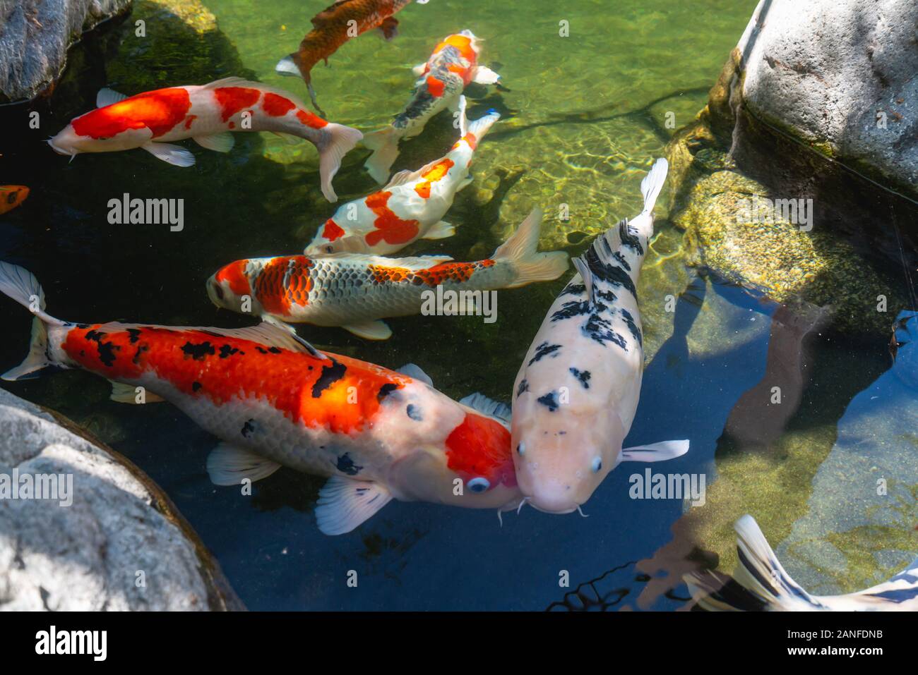 Koi Pond. Beautiful multicolored koi fish swimming in the pond. Clean ...