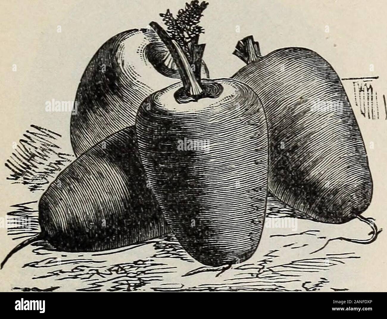 Garrotte hi-res stock photography and images - Alamy